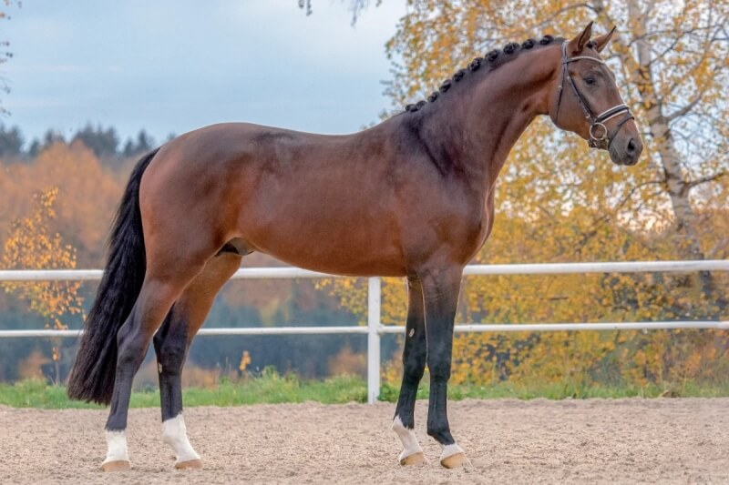 Our selection of horses