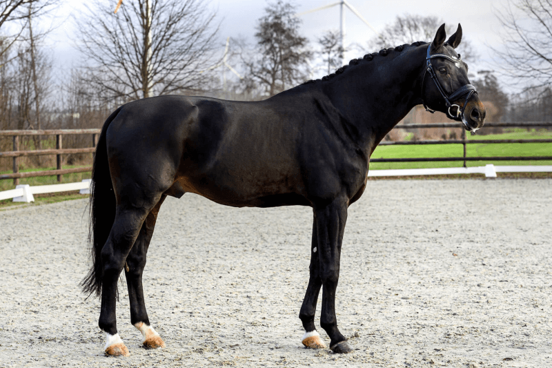 Our selection of horses