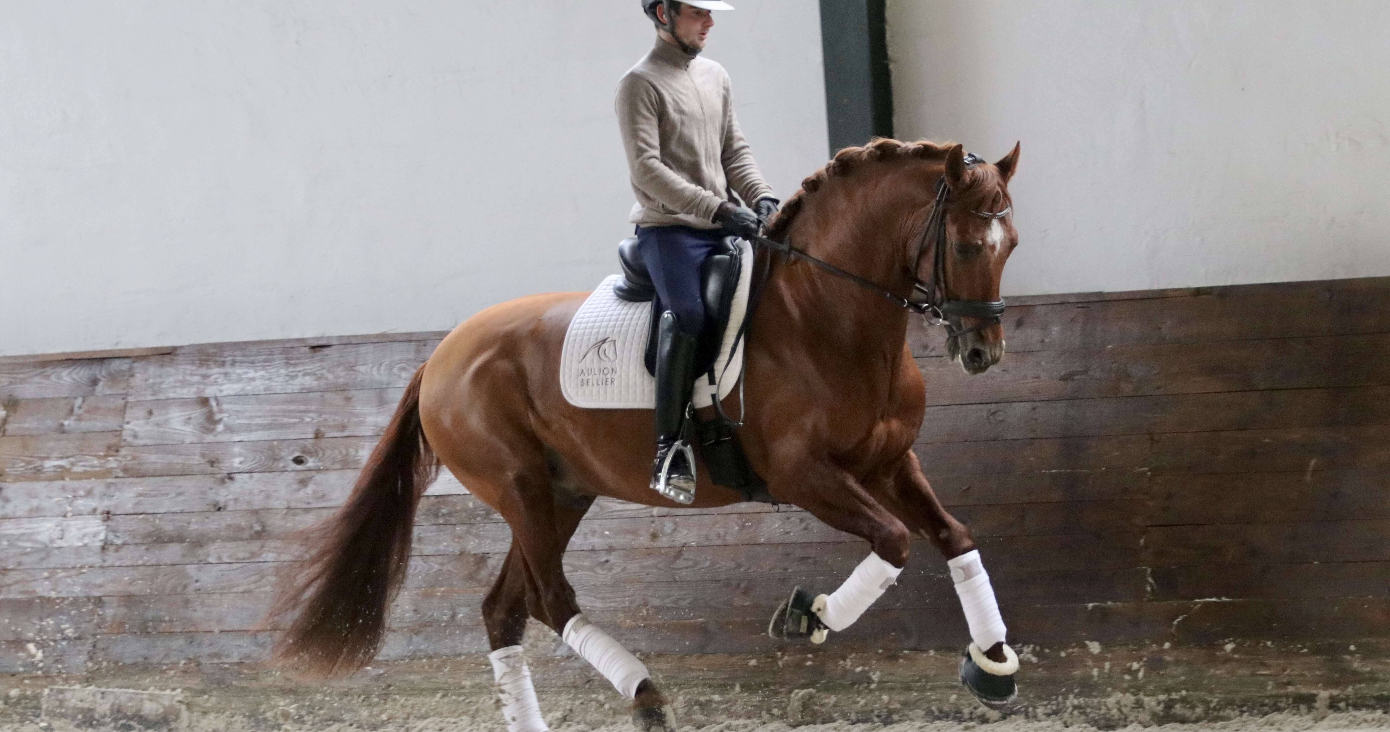 Trying a Horse for the First Time : Safety Precautions and Guidelines ...
