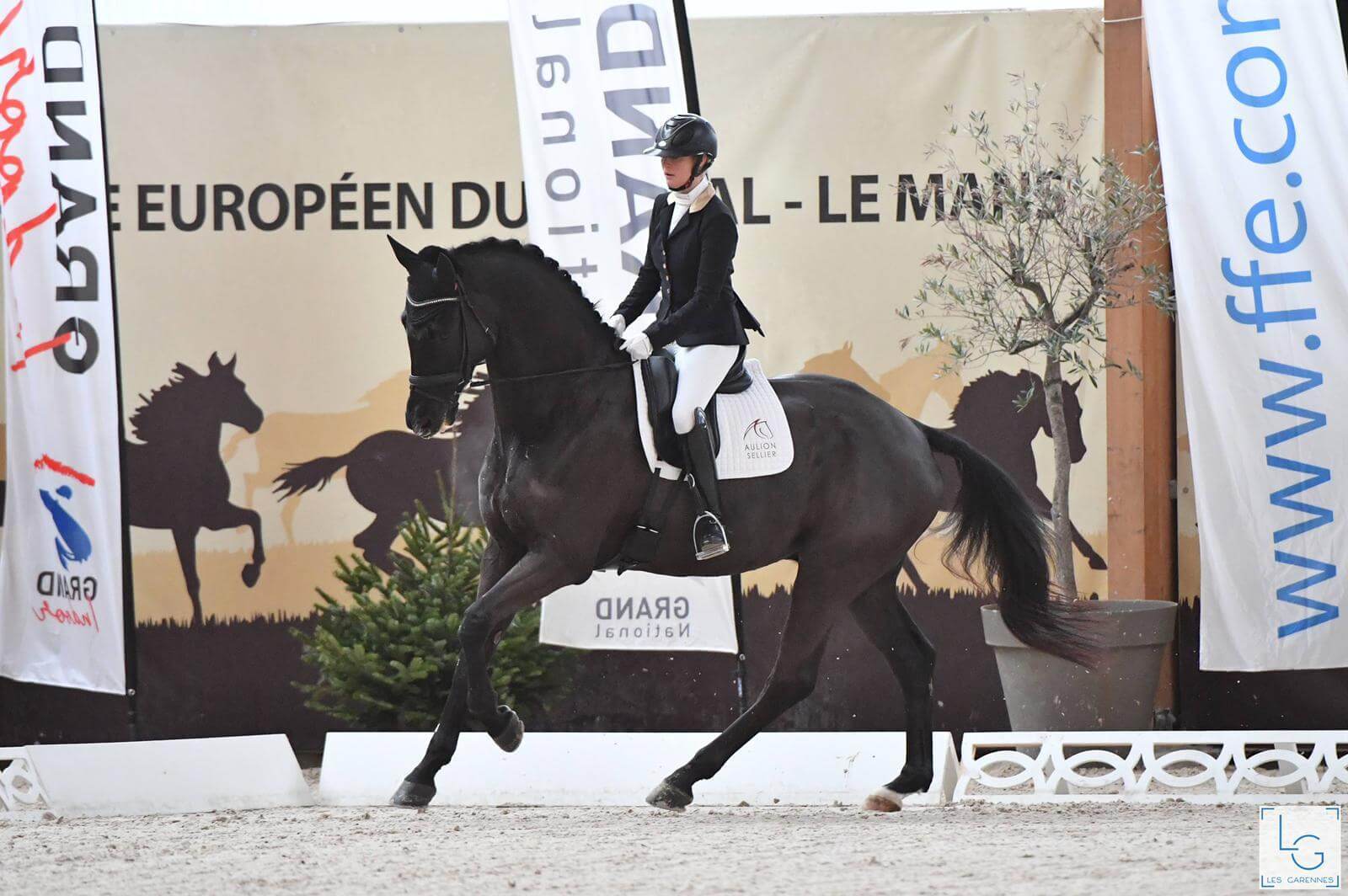 Technique Dressage : améliorer le galop - Blog - Pamfou dressage vous ...